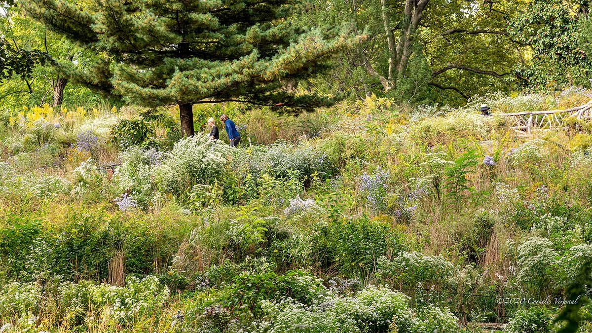 The Dene and the Dene Slope