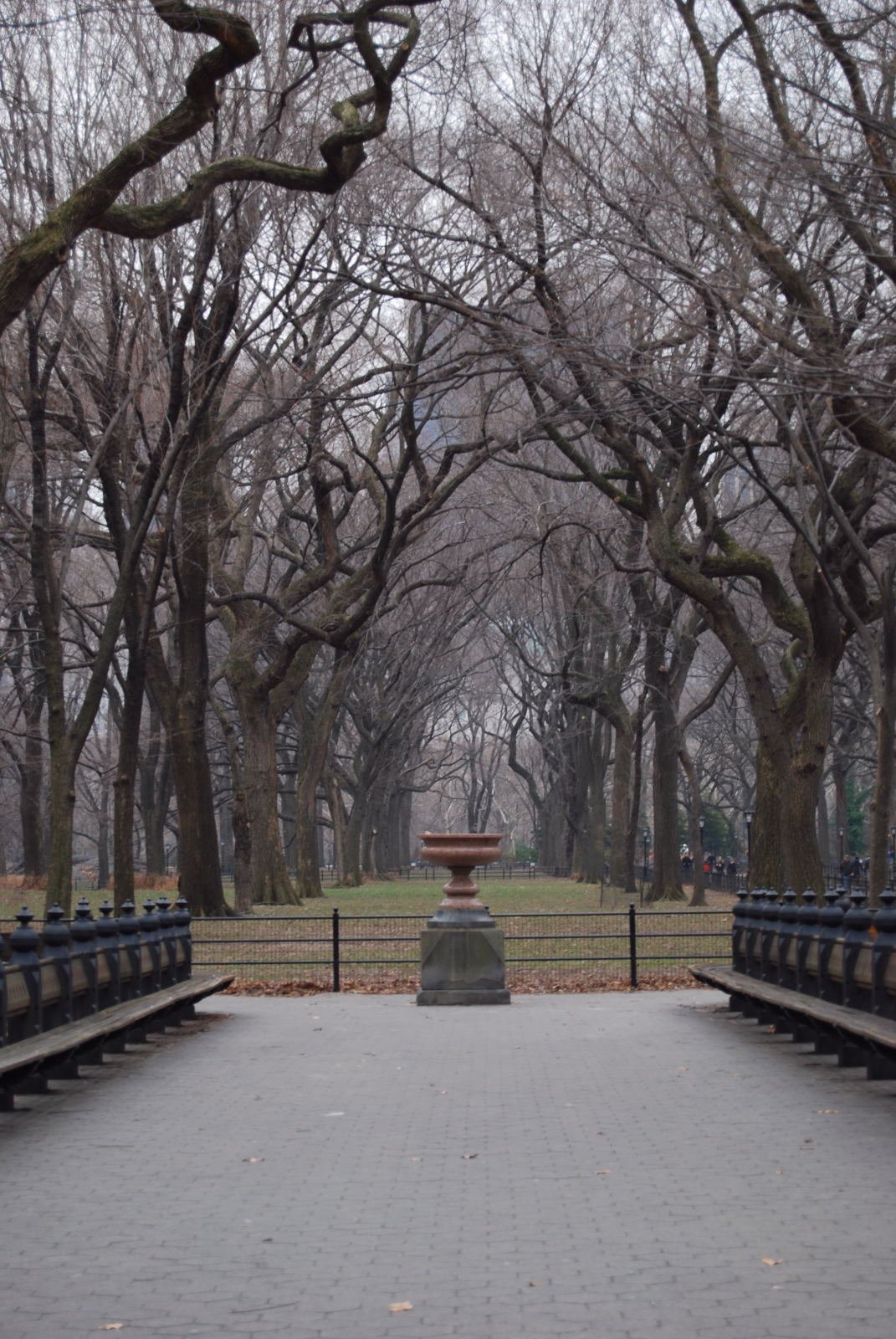Photo entry: elms at poet's walk