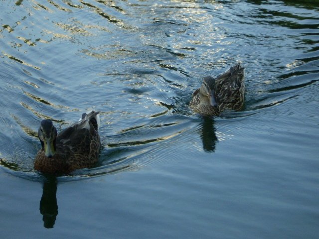 Photo entry: Summer Swim