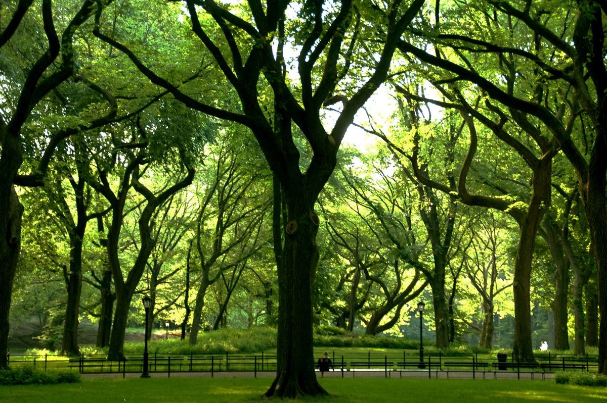 Photo entry: Trees