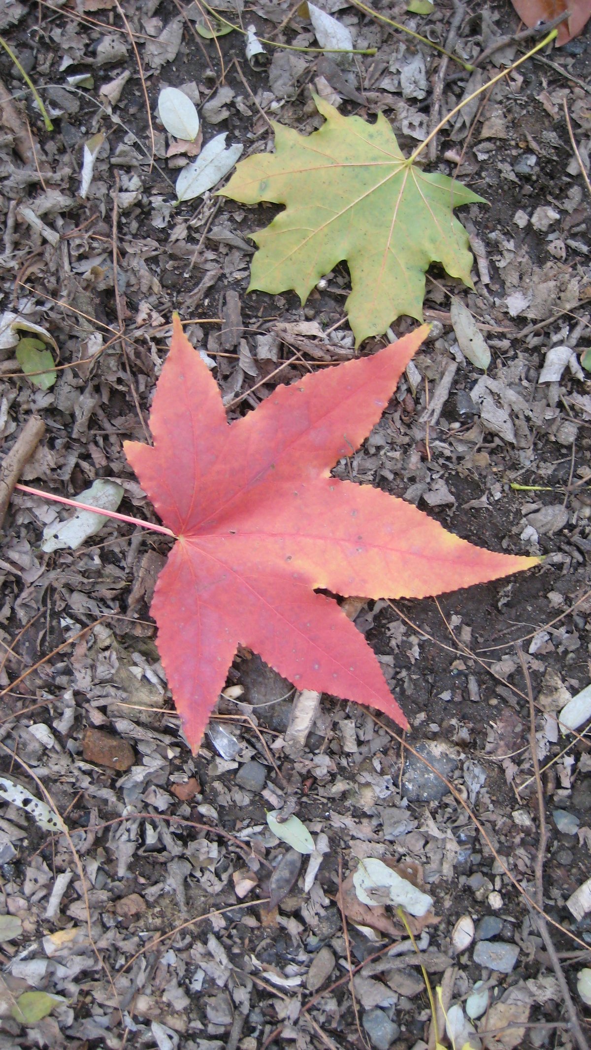 Photo entry: Fall Leaf 1