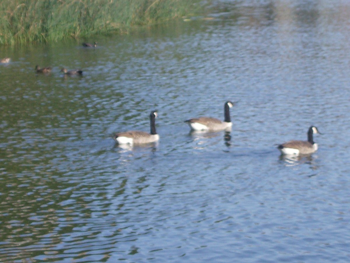 Photo entry: In the fall the geese are happy
