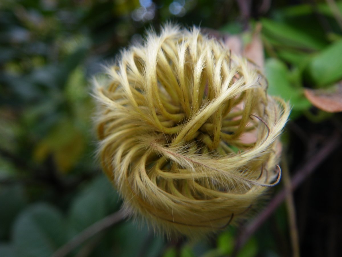 Photo entry: close to bloom