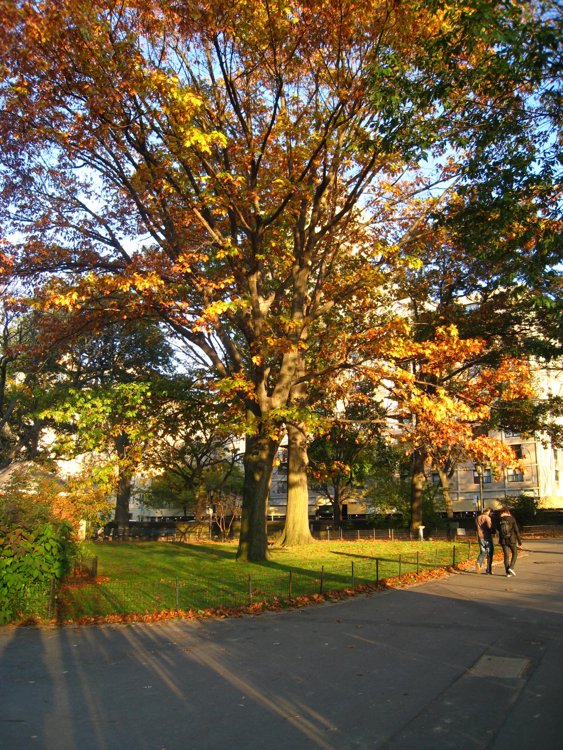 Photo entry: Golden Tree