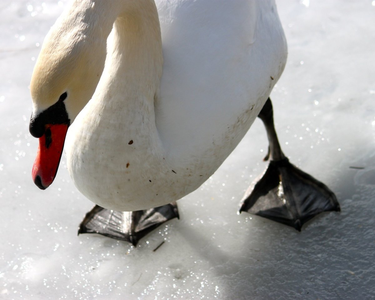 Photo entry: Walking the Slippery Ice
