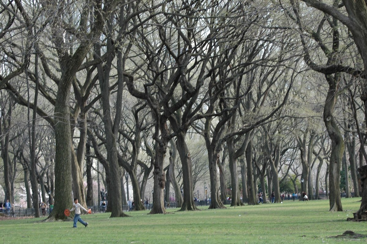 Photo entry: Trees