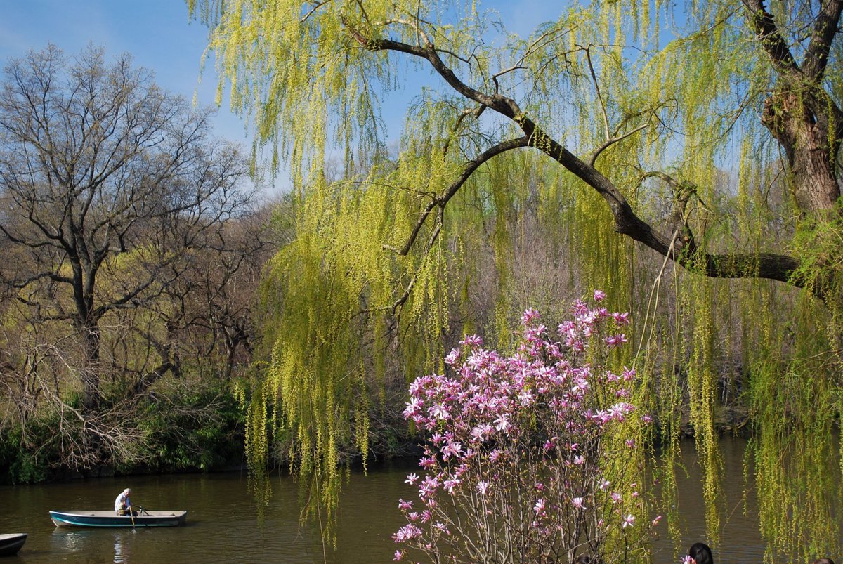 Photo entry: Rowboat in Spring
