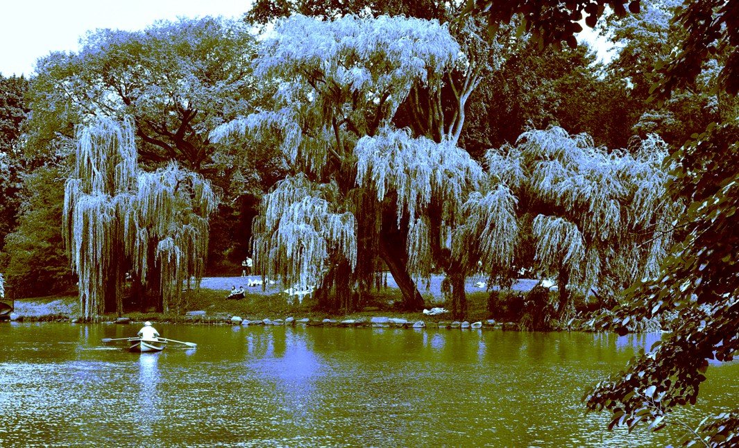 Photo entry: willow trees by the lake