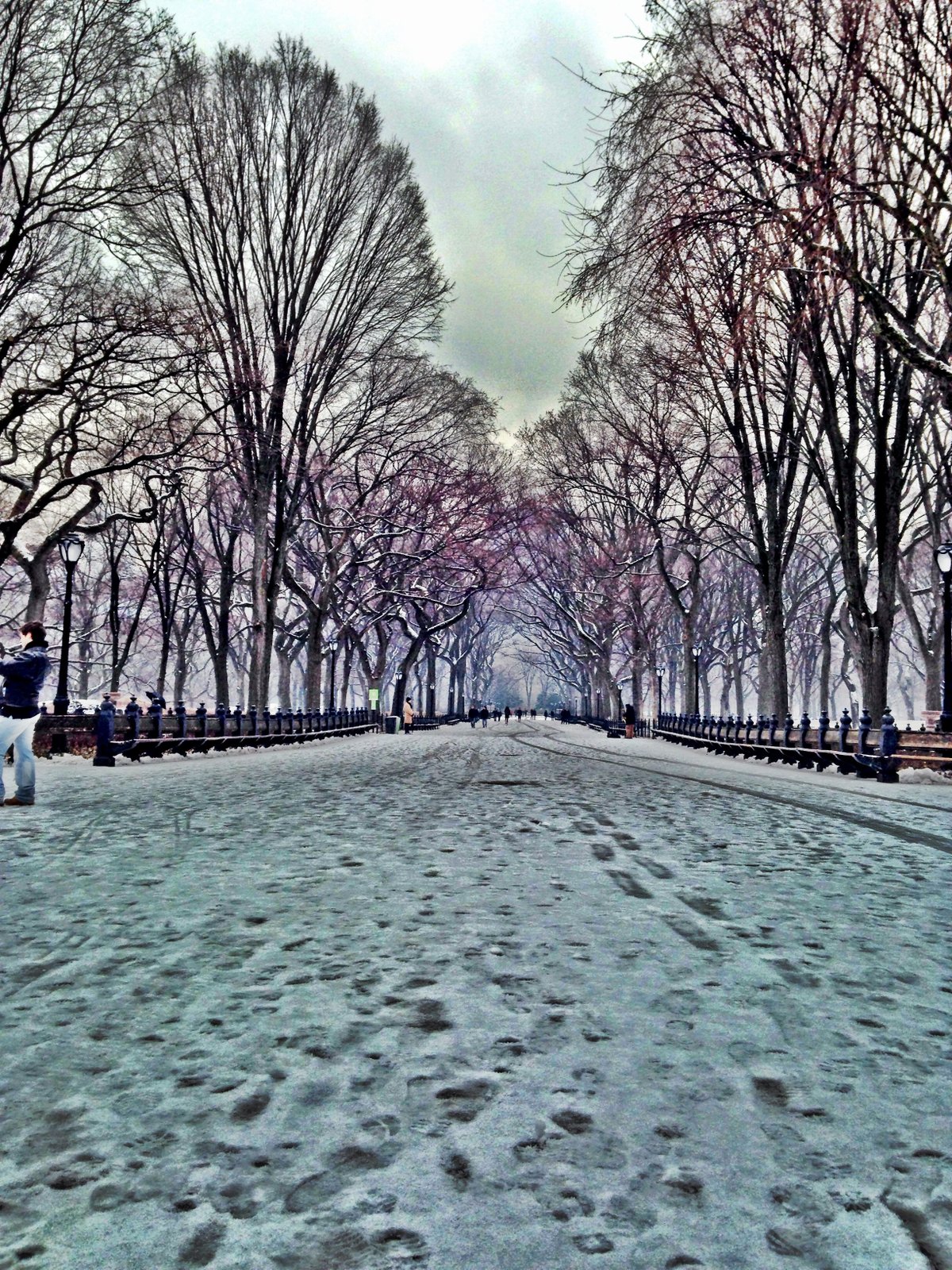 Photo entry: Trees and Snow