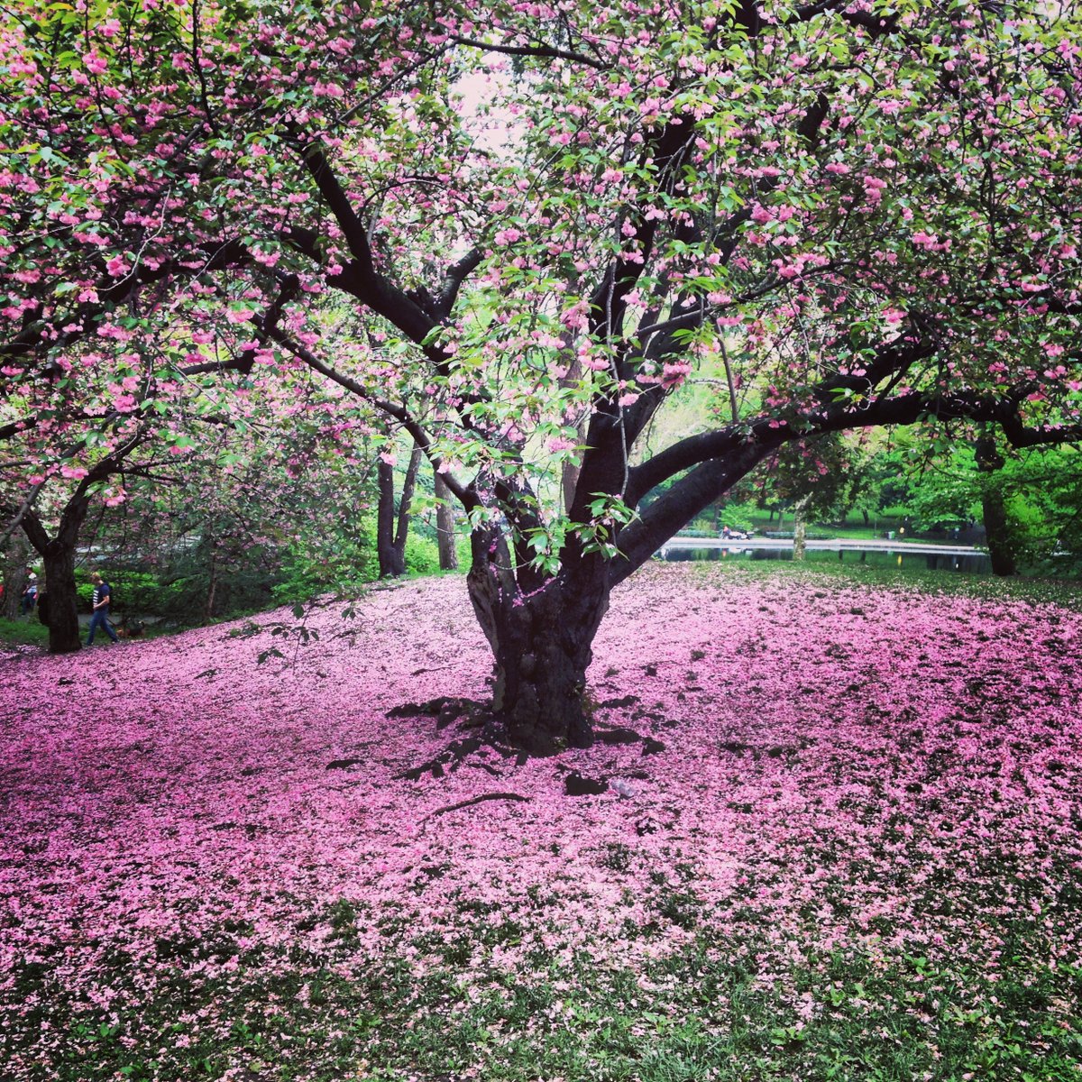 Photo entry: Last of spring