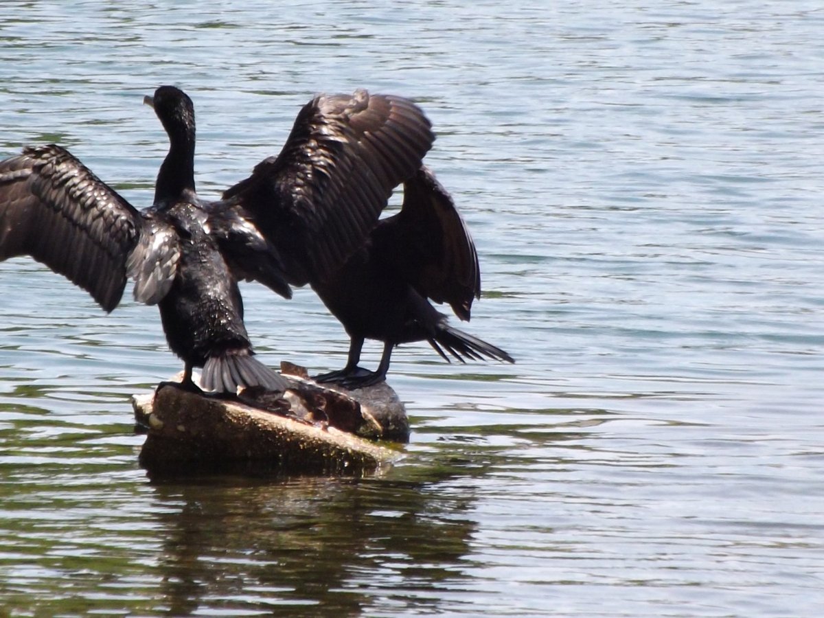 Photo entry: Cormorant drying its wings.