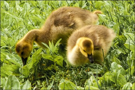 Photo entry: Goslings