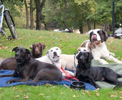 Best Places to Bring Your Dog in Central Park
