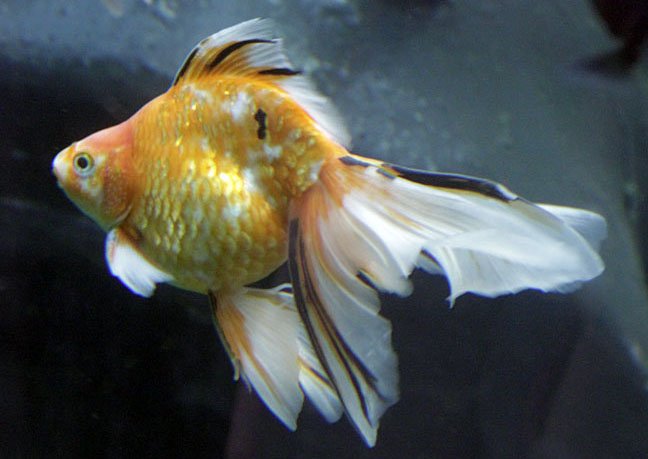 Fish at the Central Park Zoo